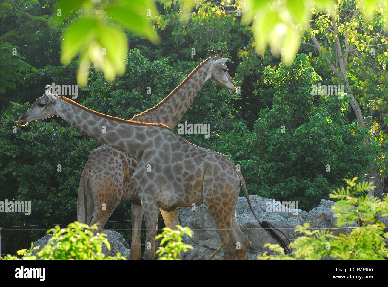 Giraffe female with her young Stock Photo - Alamy