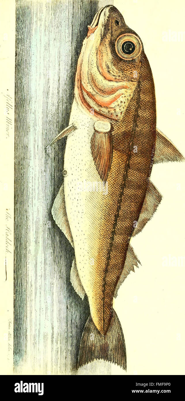 *The History of Esculent Fish* (1794) provides a comprehensive account ...