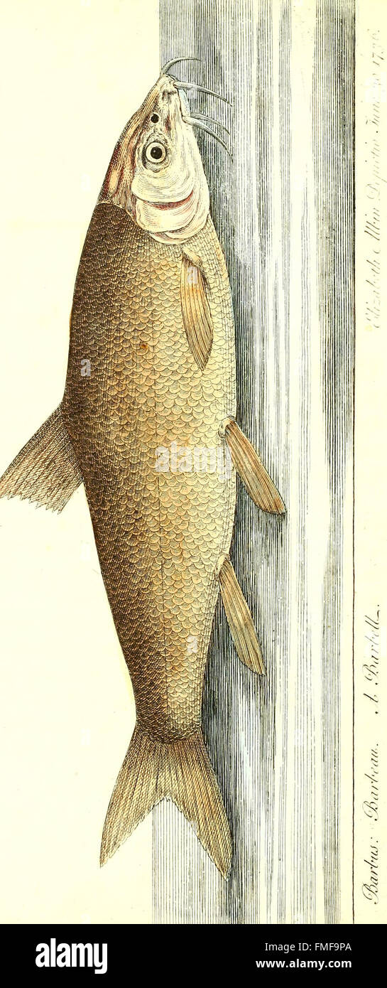 Esculent fish hi-res stock photography and images - Alamy