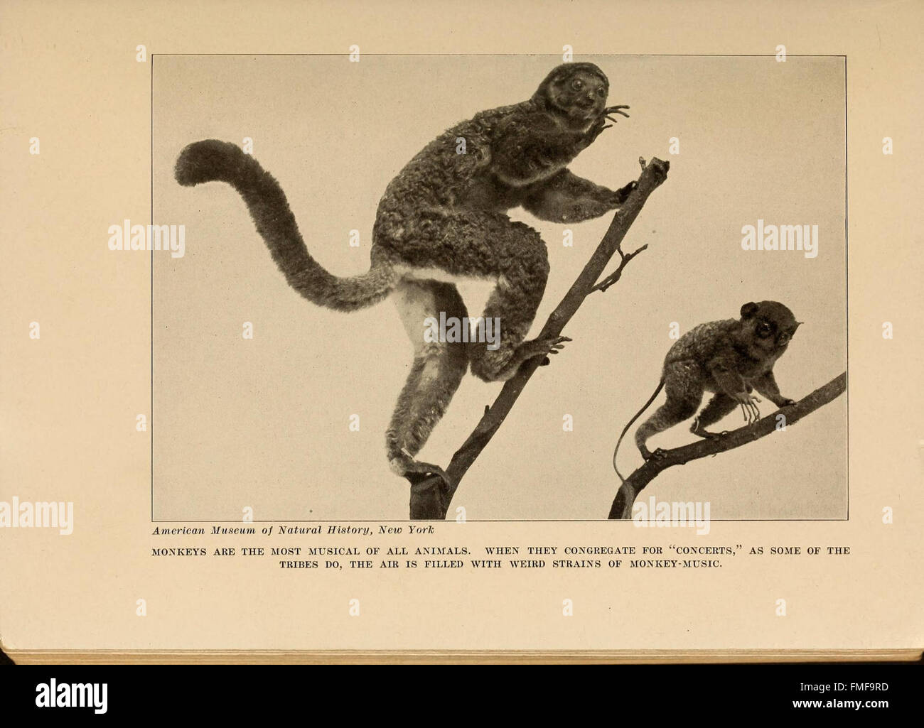 The human side of animals Stock Photo - Alamy