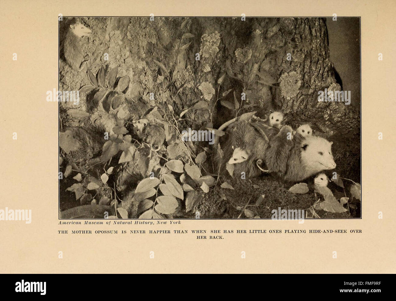 'The Human Side of Animals' explores the emotional and intellectual ...