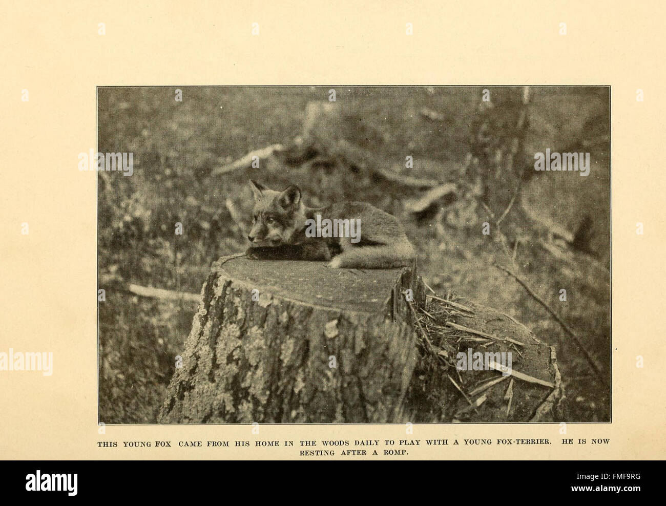 *The Human Side of Animals* explores the emotional and cognitive ...