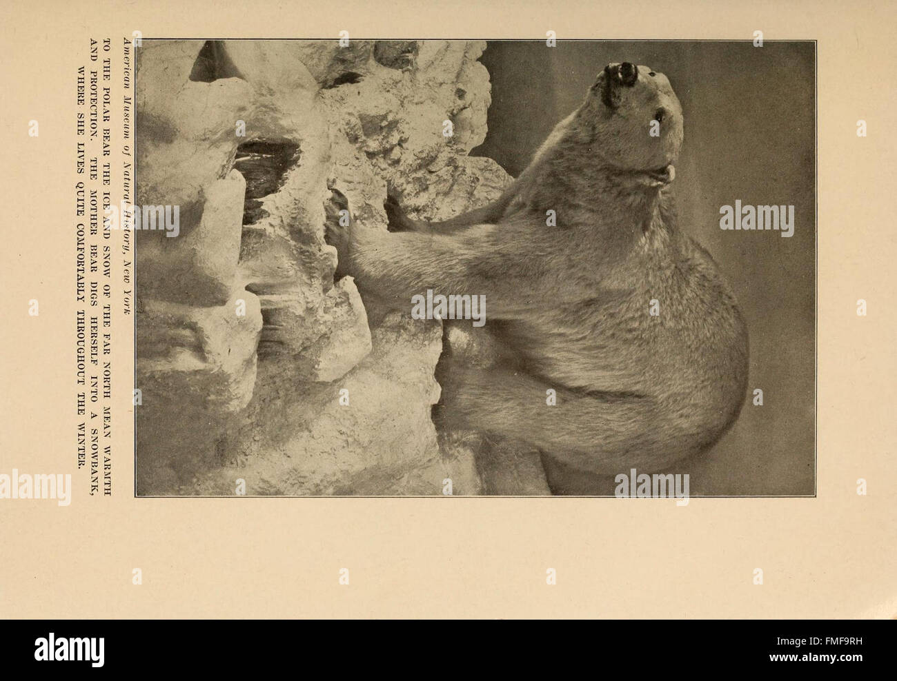 'The Human Side of Animals' explores the emotional and cognitive ...