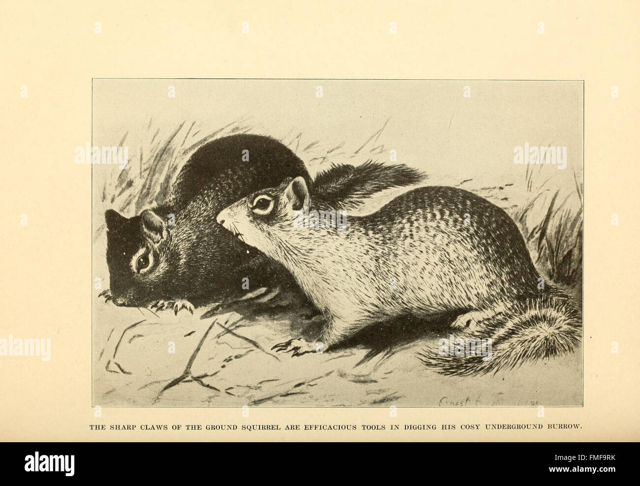 *The Human Side of Animals* explores the emotional and social aspects ...