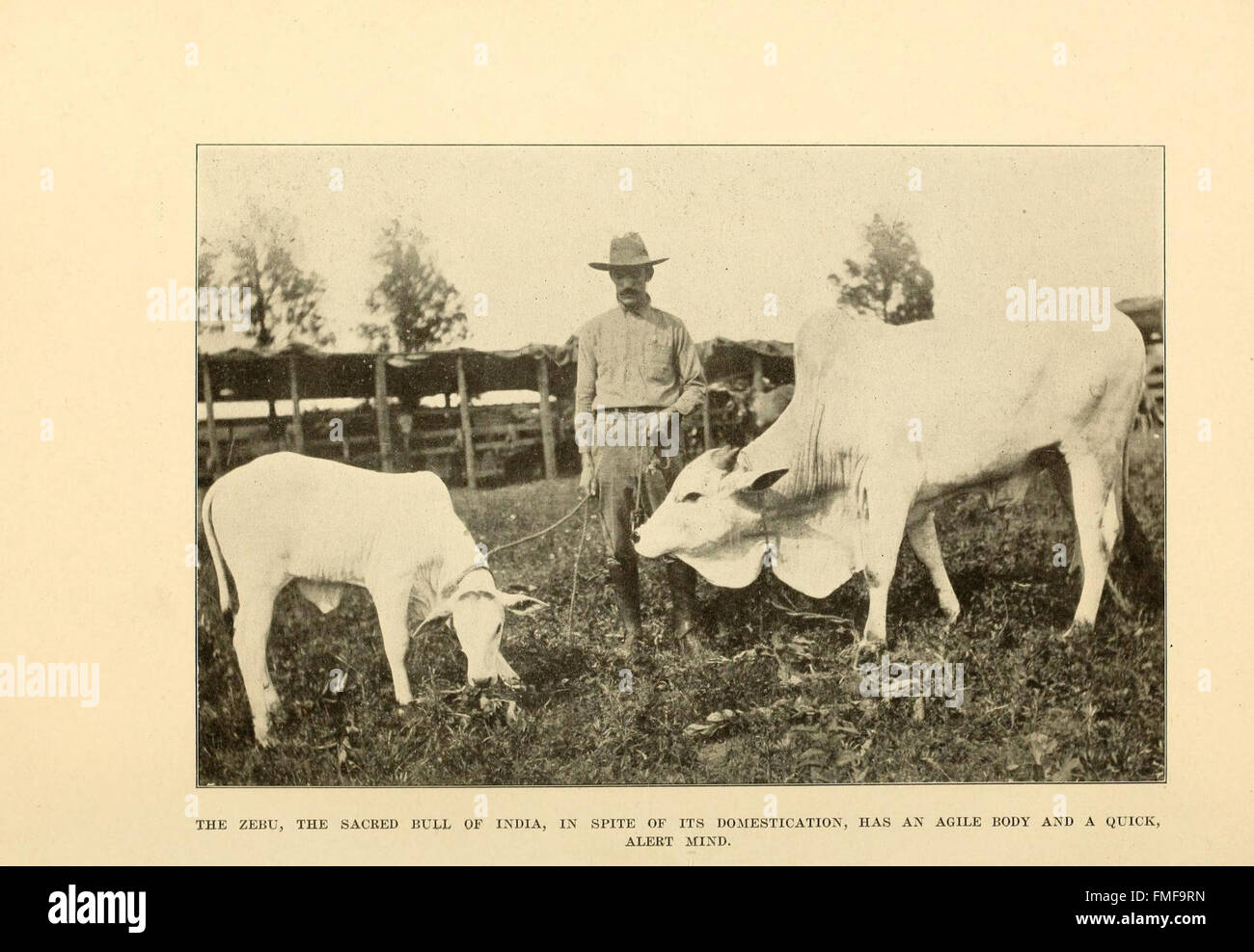 ‘The Human Side of Animals’ explores the emotional and intellectual ...