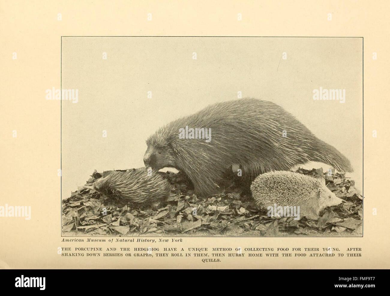 This work explores the relationship between humans and animals ...