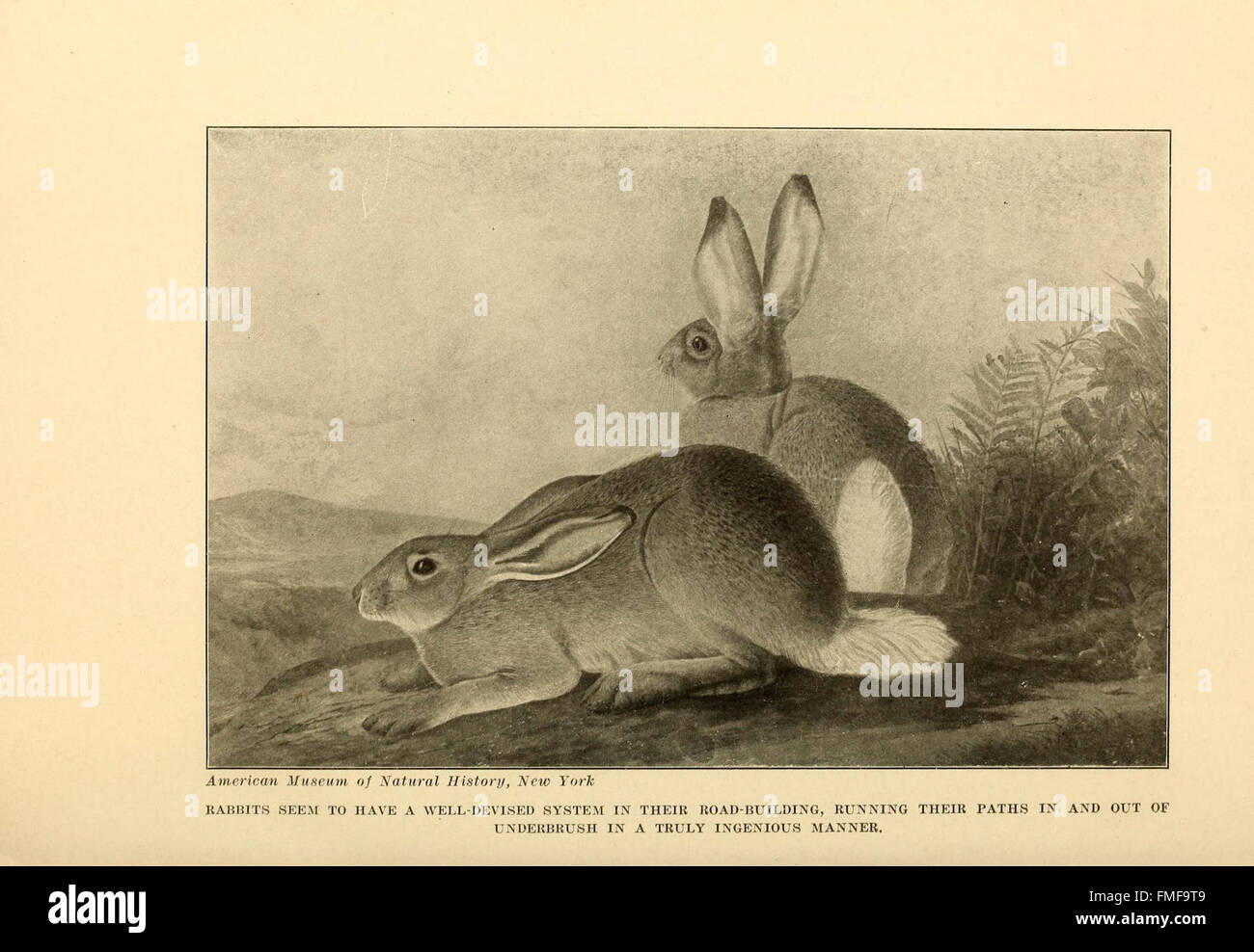 'The Human Side of Animals' explores the emotional and behavioral ...