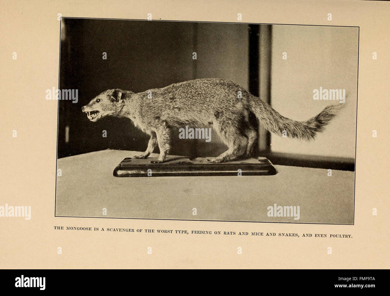 The human side of animals Stock Photo - Alamy