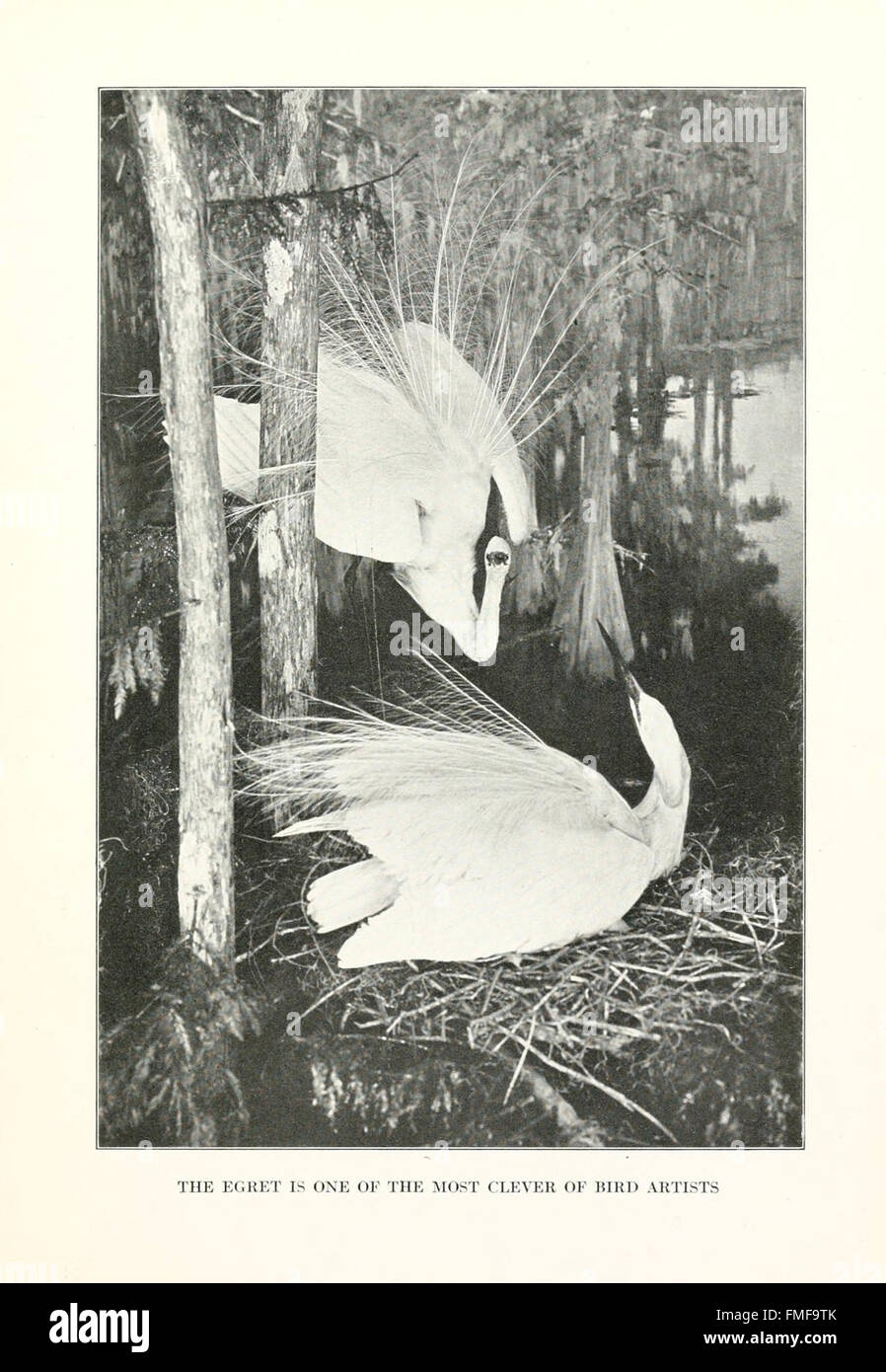 'The Human Side of Birds' provides a deep look into the relationship ...