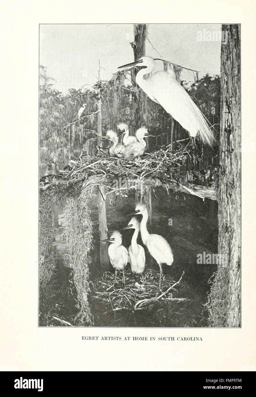 This work explores the relationship between humans and birds, focusing ...