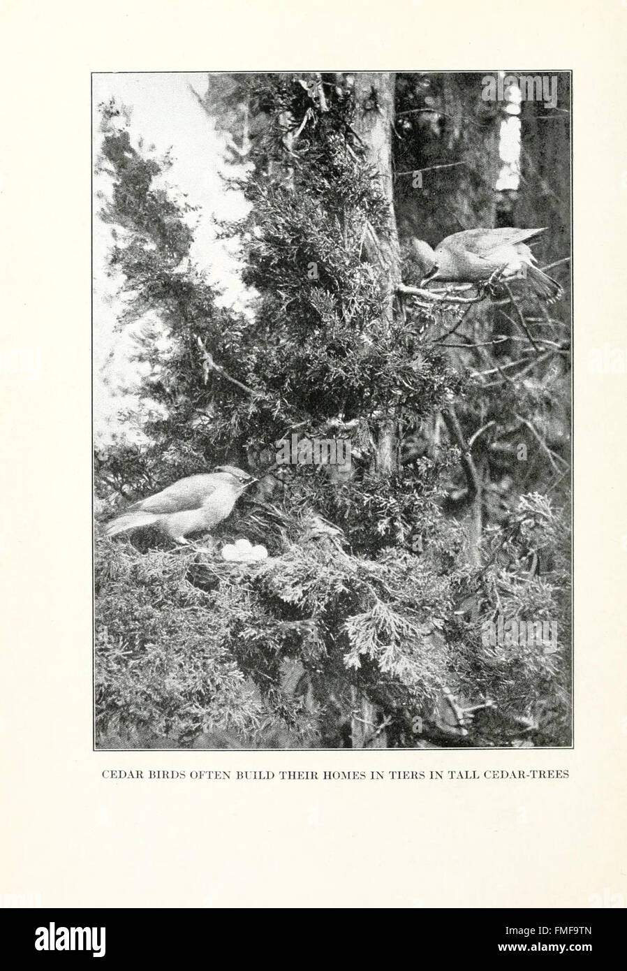 'The Human Side of Birds' examines the emotional and behavioral aspects ...