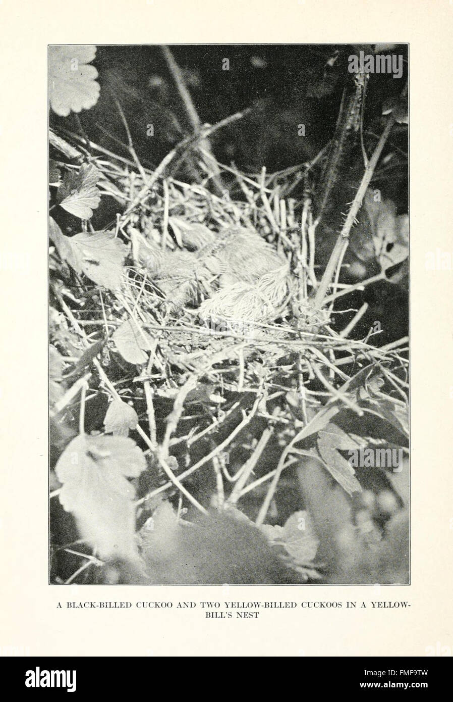 'The Human Side of Birds' explores the relationship between humans and ...