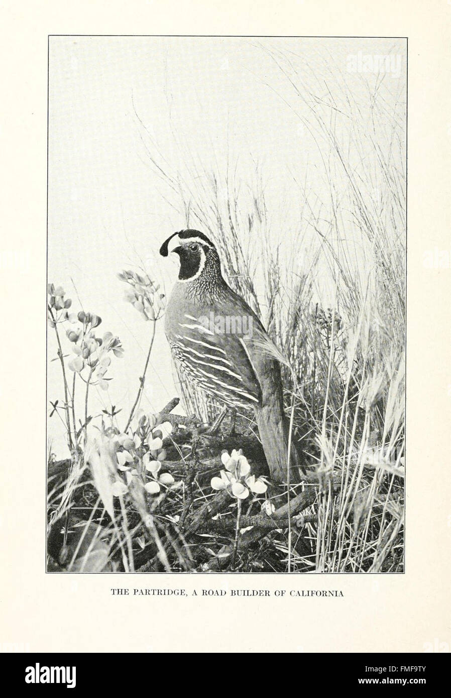 'The Human Side of Birds' explores the relationship between humans and ...