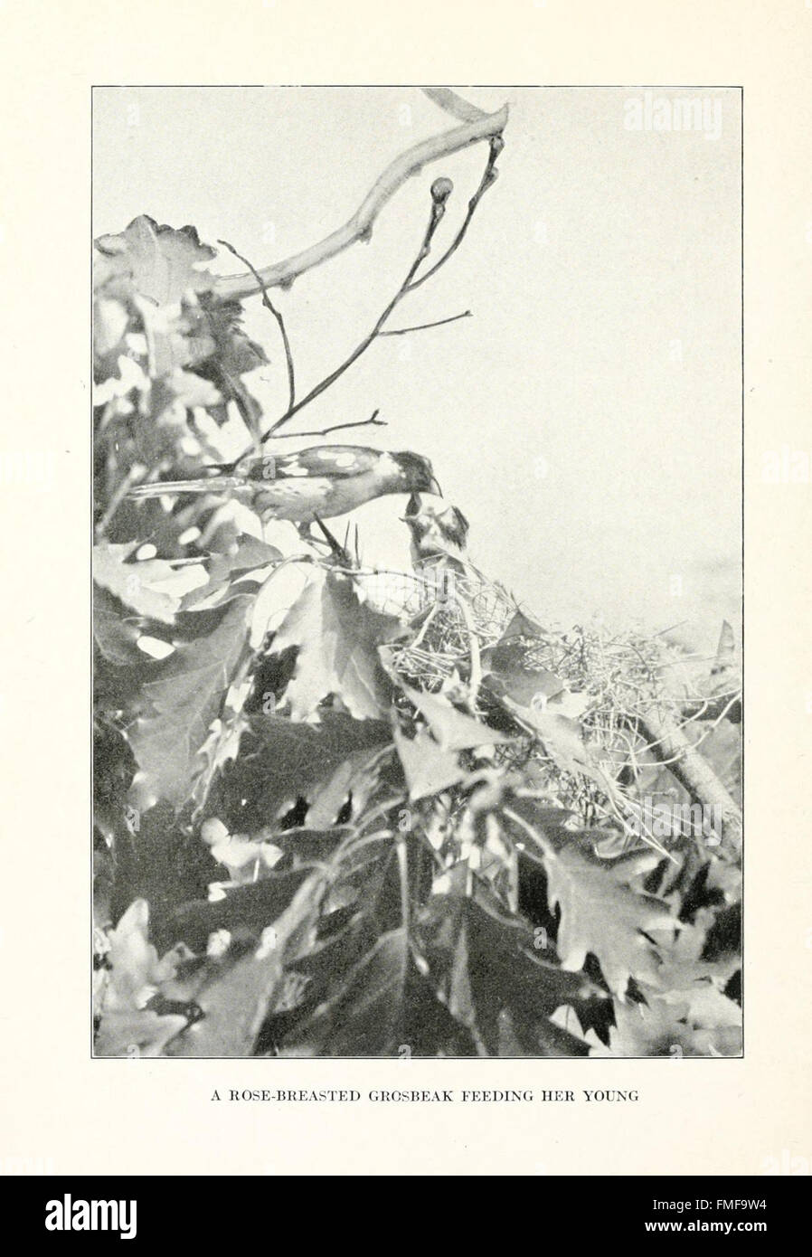 'The Human Side of Birds' explores the behavioral and emotional ...