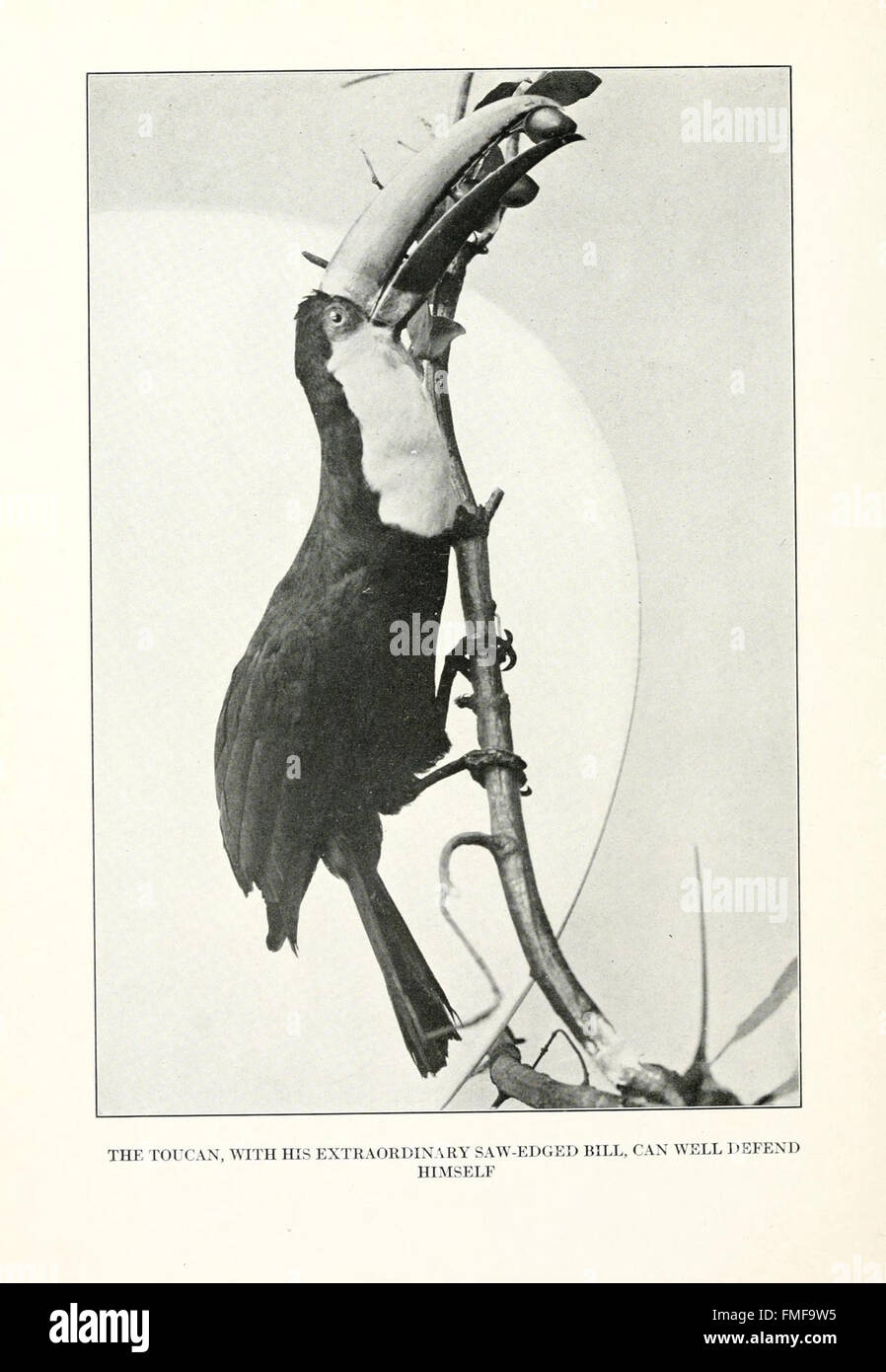 'The Human Side of Birds' explores the emotional and behavioral aspects ...