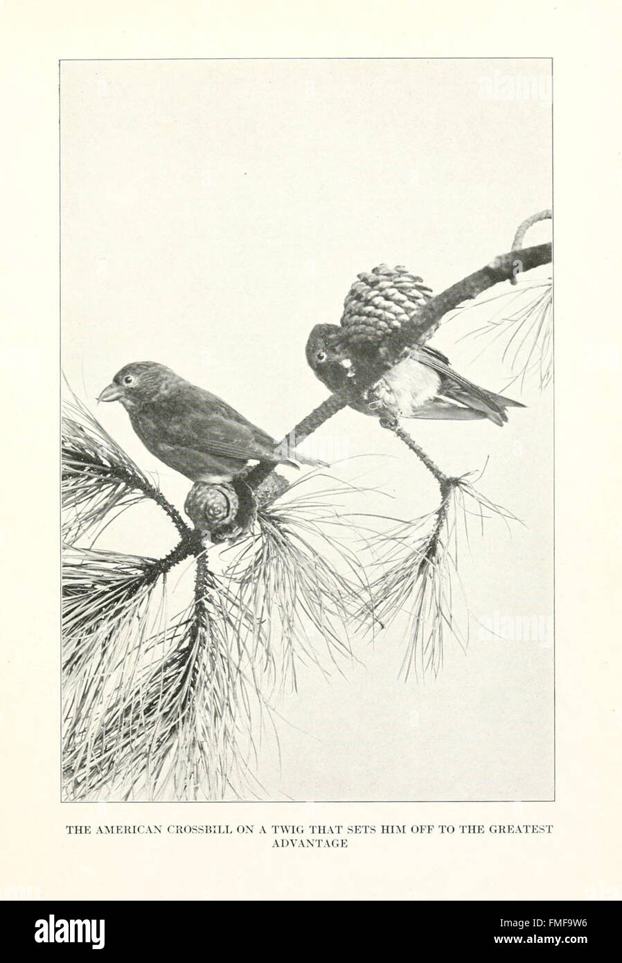 'The Human Side of Birds' explores the interactions between birds and ...