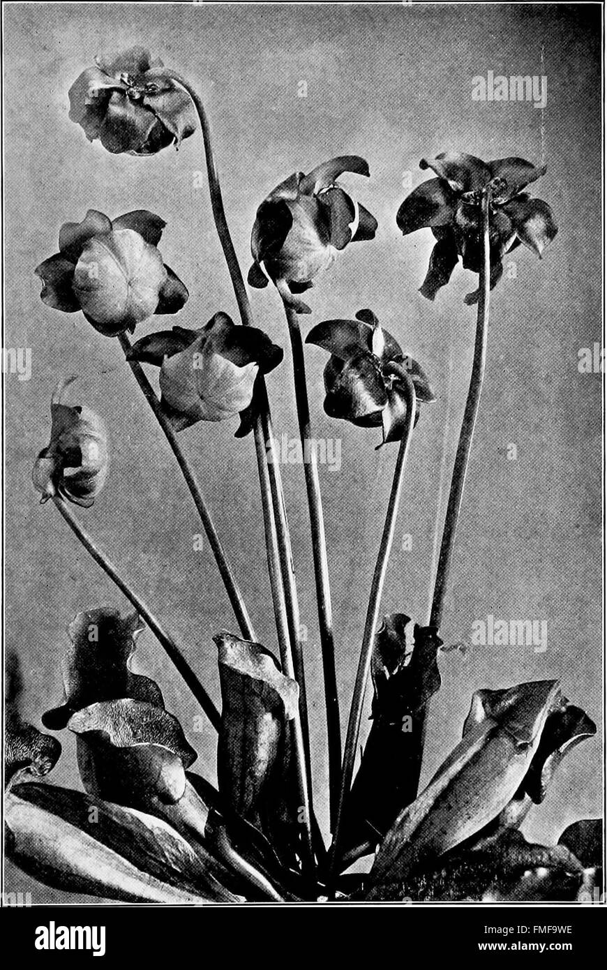 'The Human Side of Plants' (1914) explores the relationship between ...