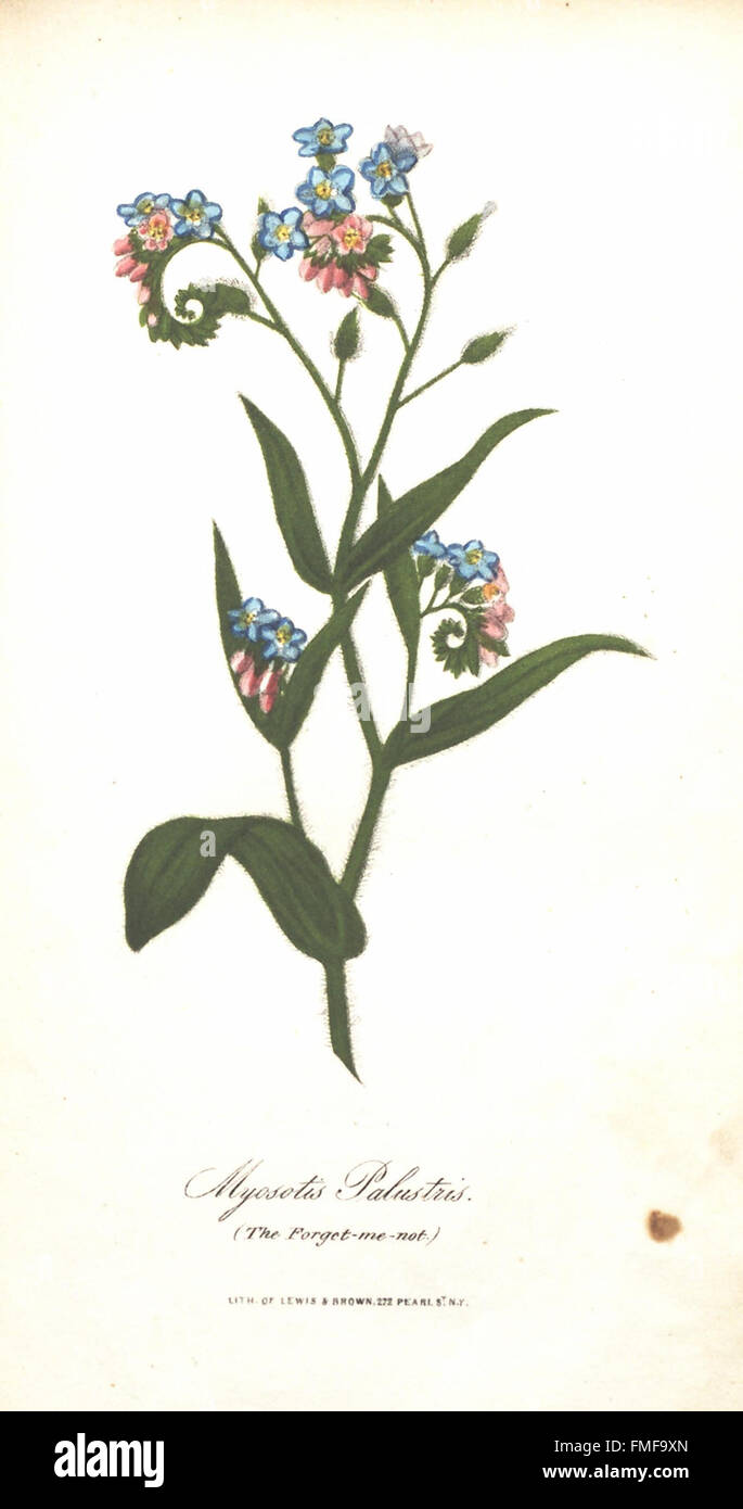 'The Illustrated Botany' is a visual guide to various plant species ...