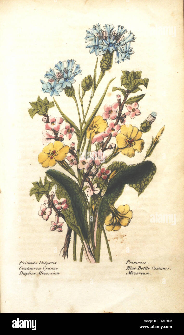 Pictorial Works Botany High Resolution Stock Photography and Images - Alamy