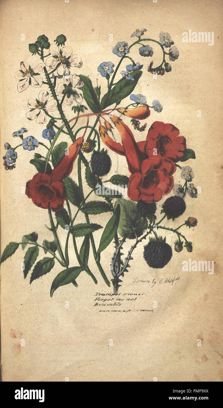 'The Illustrated Botany' is a publication featuring detailed botanical ...