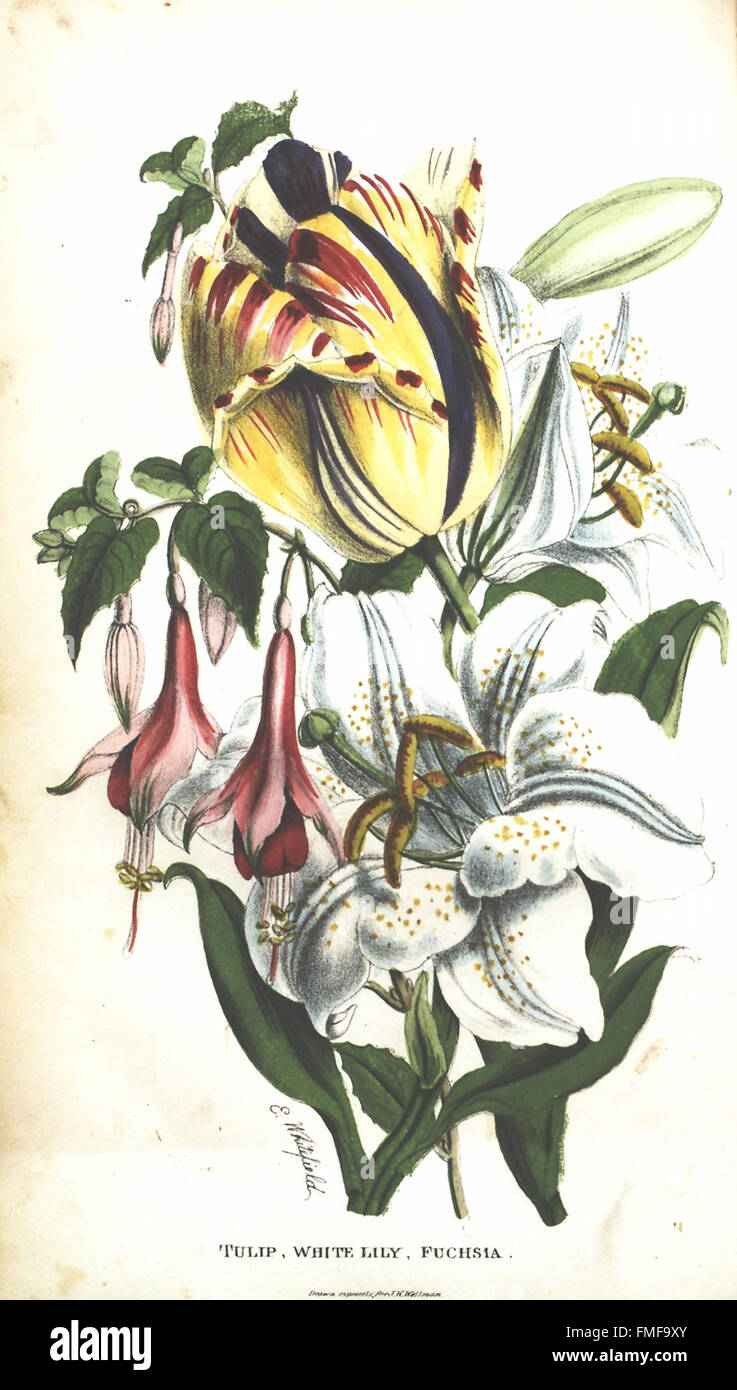 'The Illustrated Botany' features various plant species with detailed ...