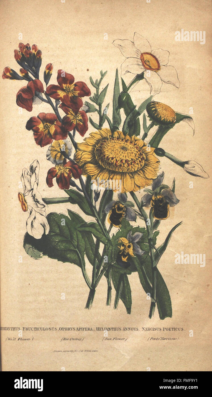 'The Illustrated Botany' is a comprehensive guide featuring detailed ...