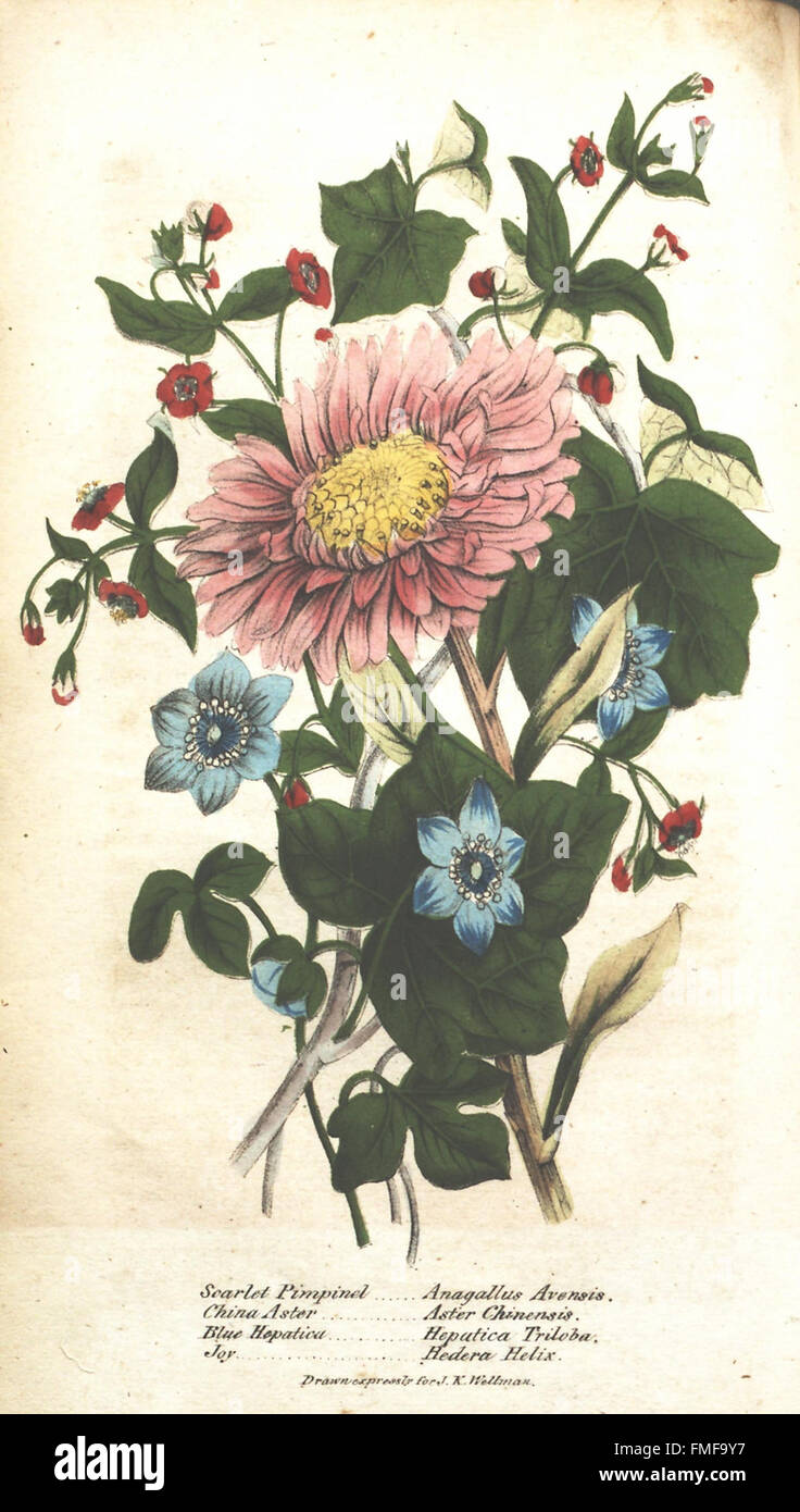 'The Illustrated Botany' is a comprehensive botanical guide with ...