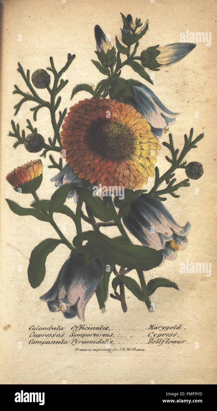 'The Illustrated Botany' is a botanical reference that includes ...