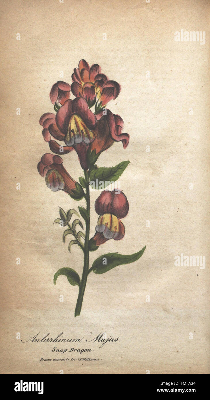 'The Illustrated Botany' is a botanical guide that features detailed ...