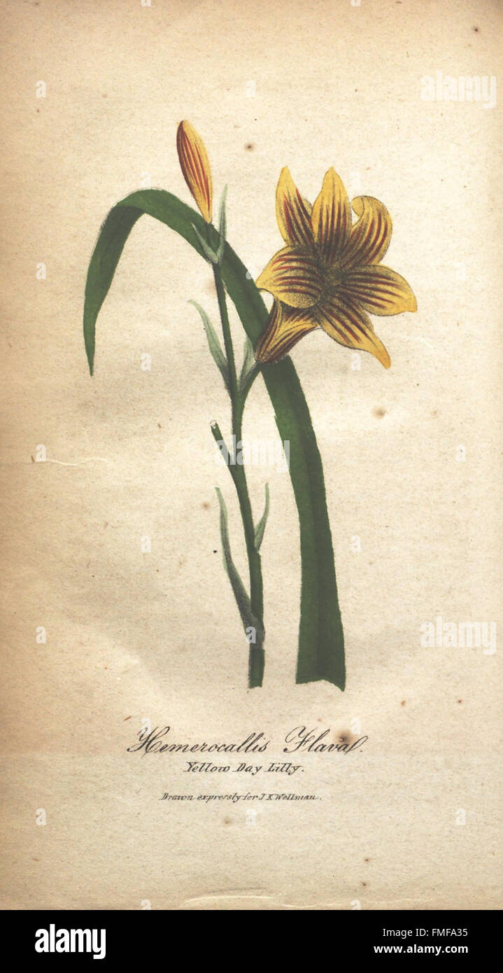 'The Illustrated Botany' features a variety of plant species ...