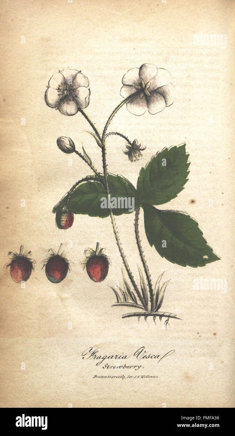 'The Illustrated Botany' is a detailed botanical guide showcasing plant ...