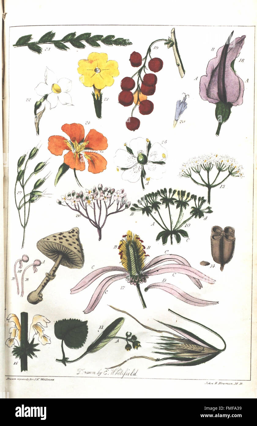 A detailed visual guide to botany, featuring illustrations of various ...