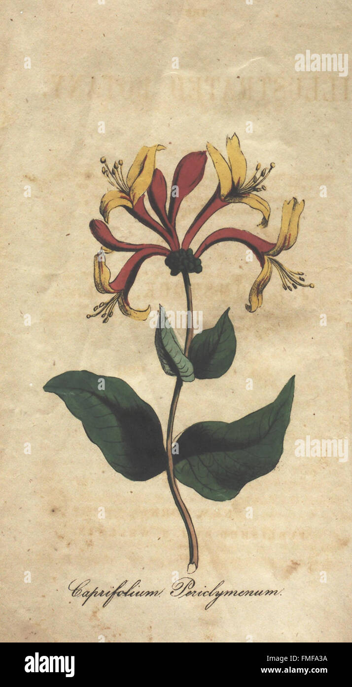 'The Illustrated Botany' is a botanical reference book offering ...