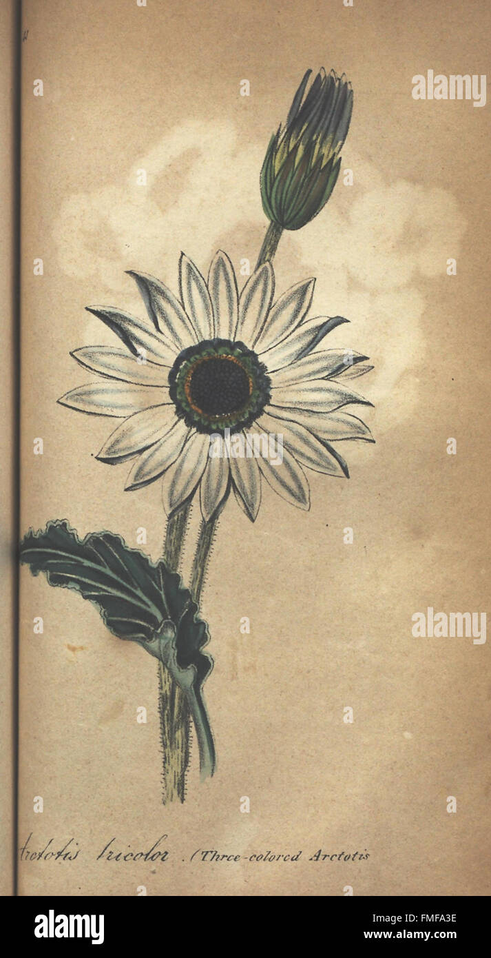 'The Illustrated Botany' is a comprehensive botanical guide featuring ...