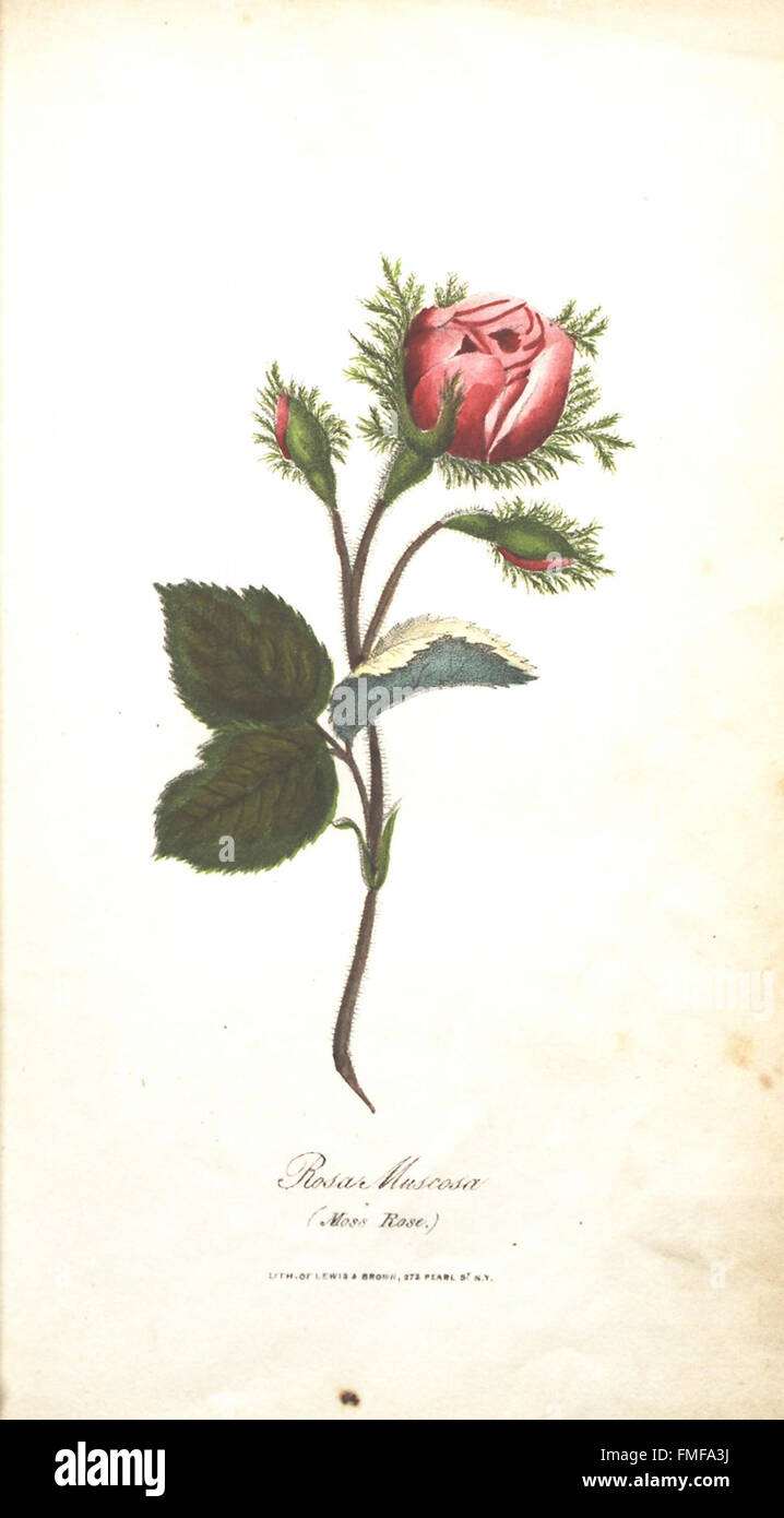 'The Illustrated Botany' presents a visual guide to plant species ...