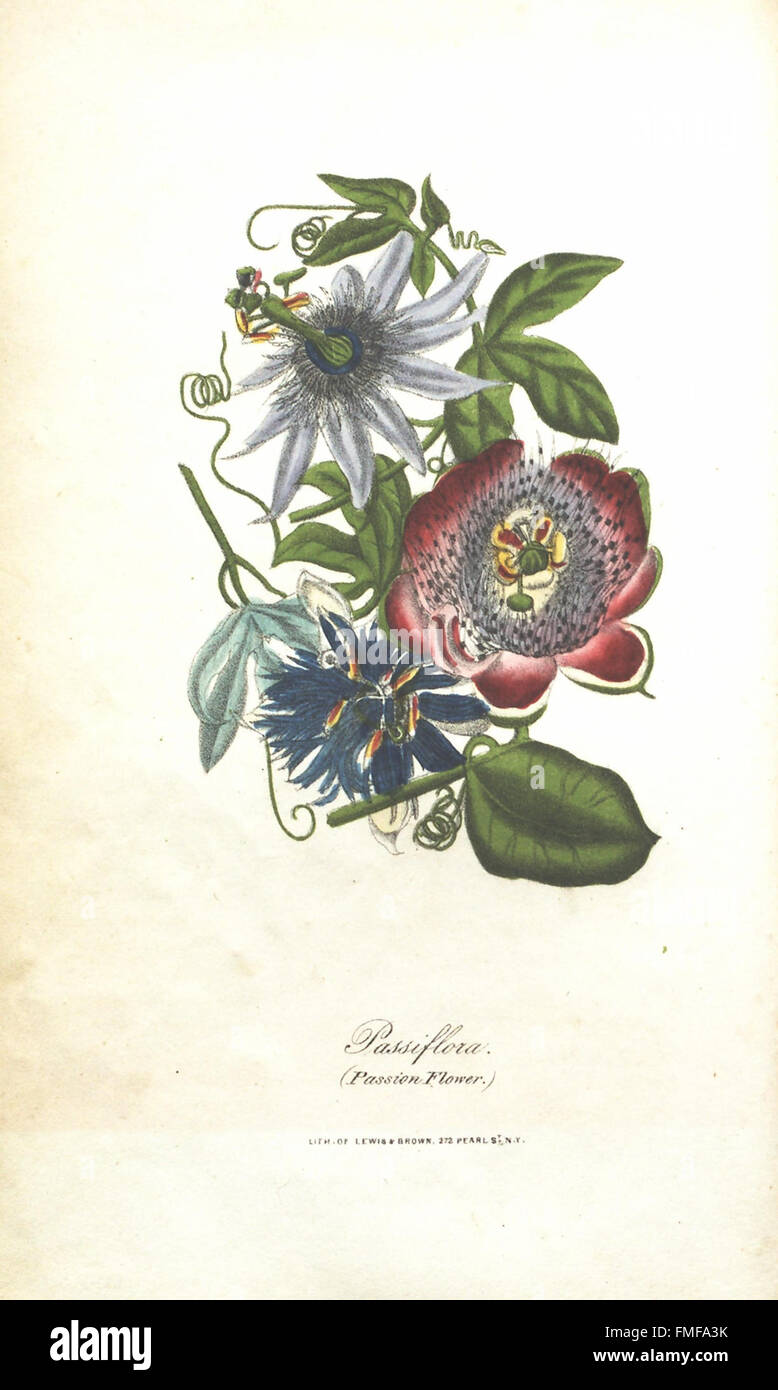 This work provides illustrated descriptions of various plant species ...