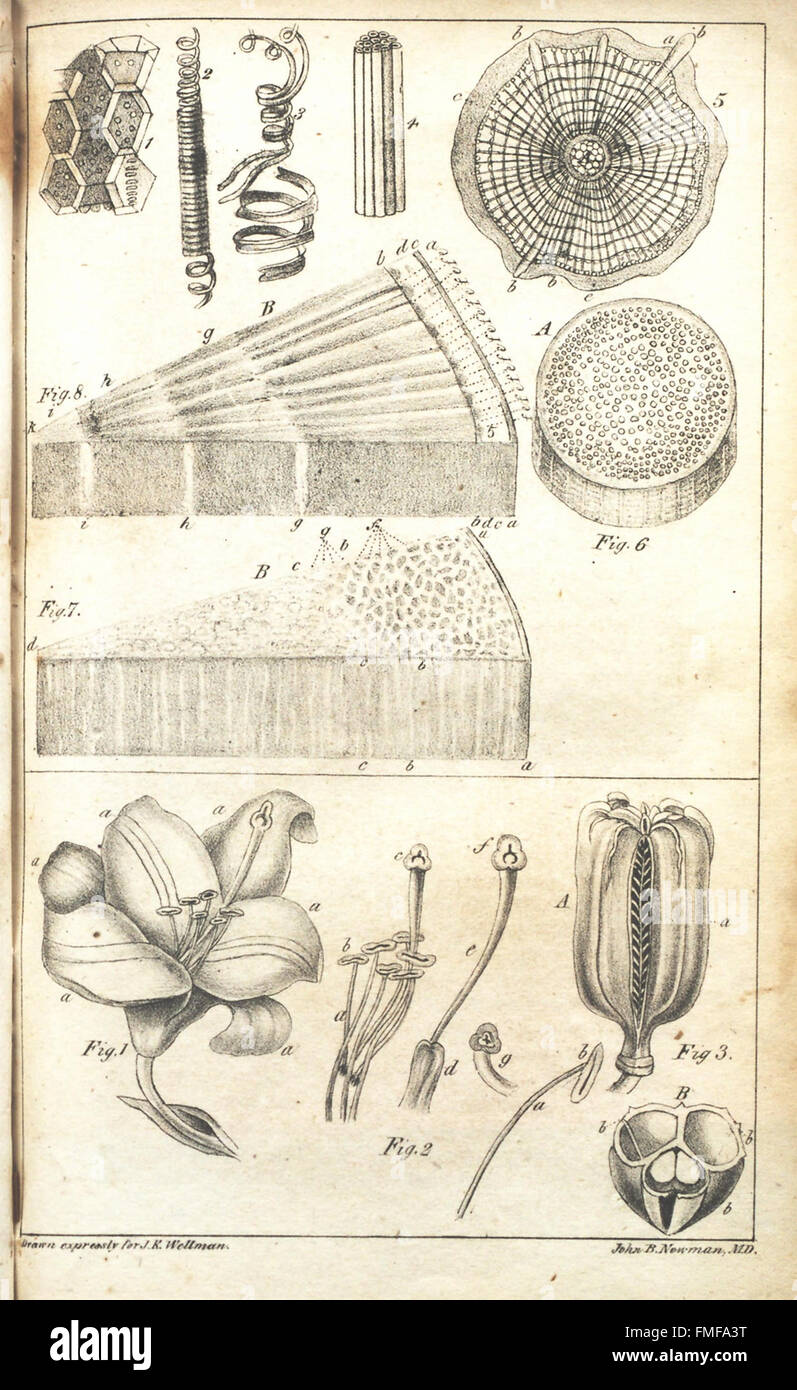 'The Illustrated Botany' is a comprehensive botanical reference ...