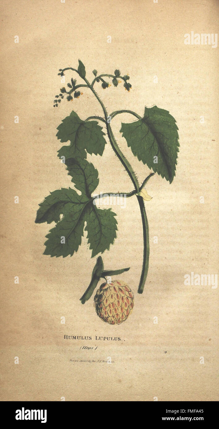 'The Illustrated Botany' offers detailed visual representations of ...
