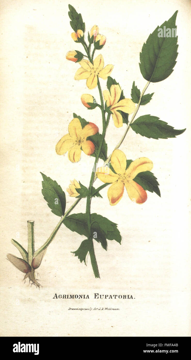 The illustrated botany Stock Photo - Alamy