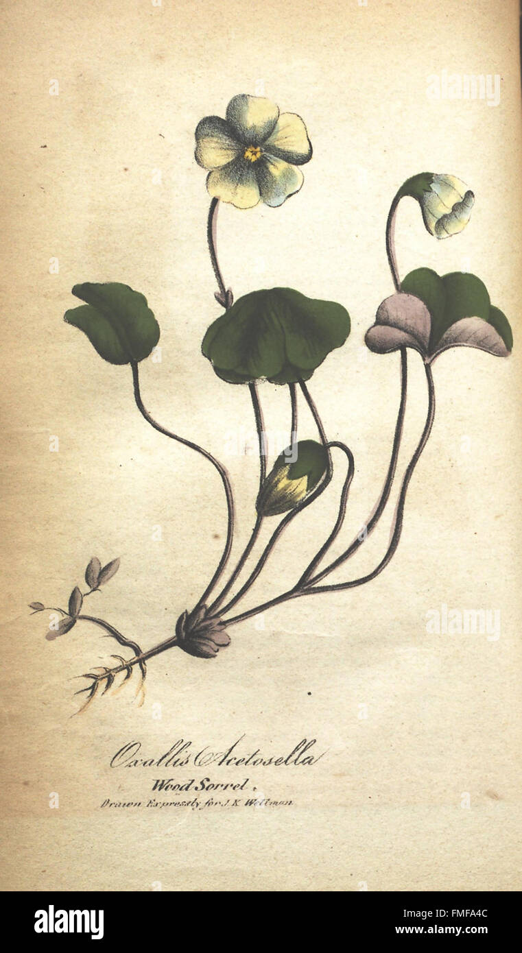 'The Illustrated Botany' offers detailed botanical illustrations and ...
