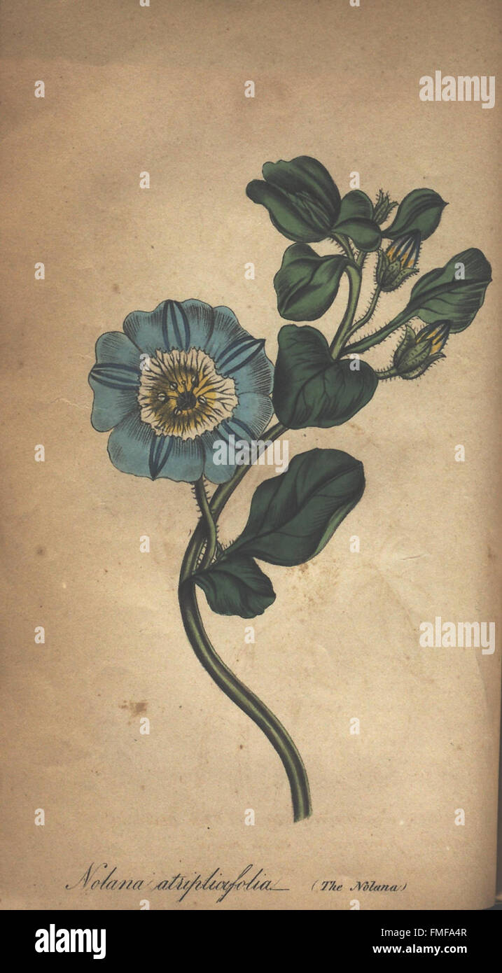 'The Illustrated Botany' is a detailed botanical reference work ...