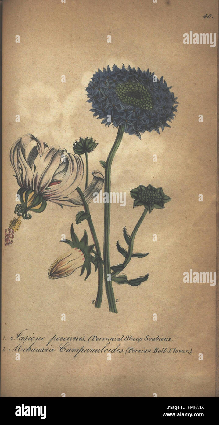 Page 40 of 'The Illustrated Botany' features a detailed botanical ...
