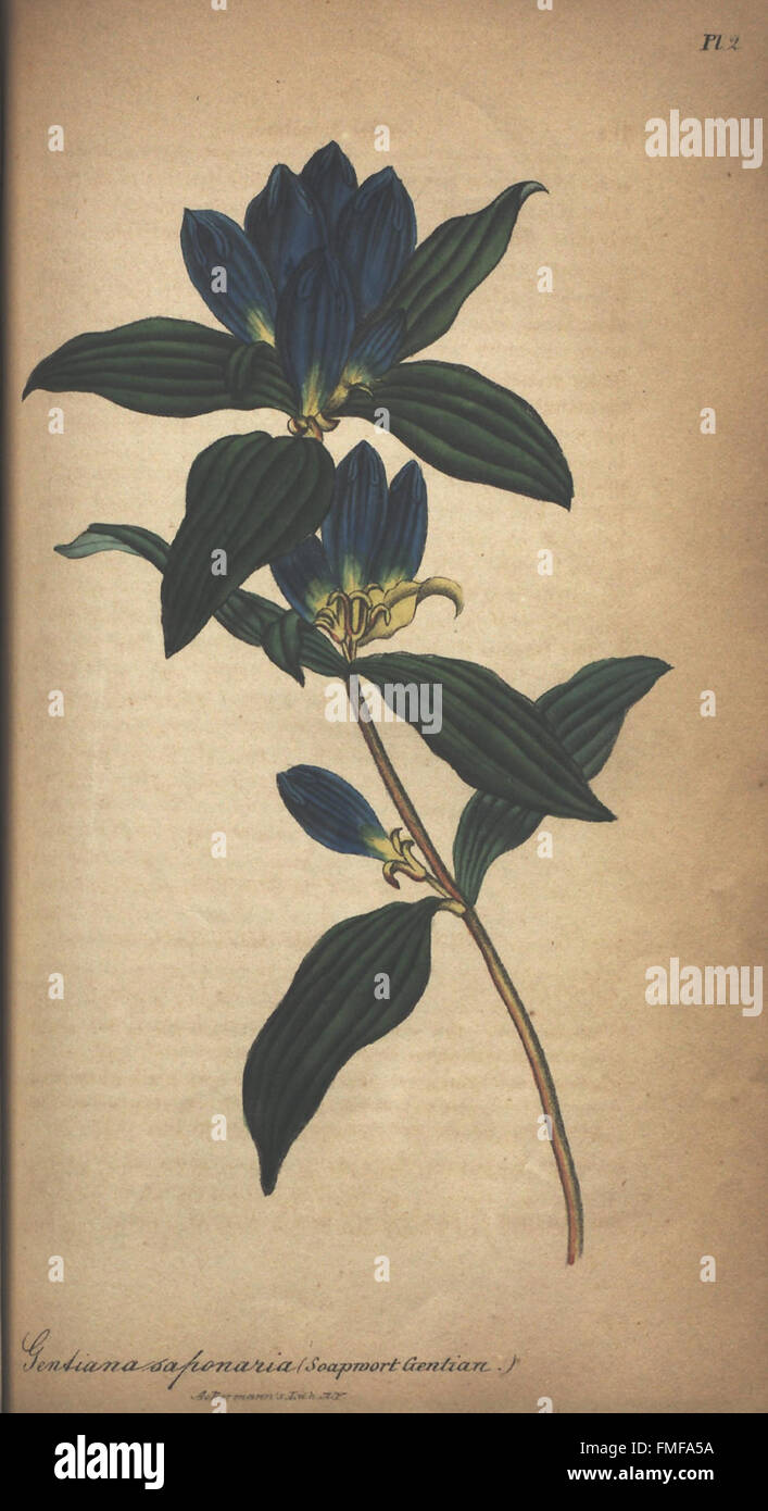 Plate 2 from 'The Illustrated Botany' showcases botanical illustrations ...