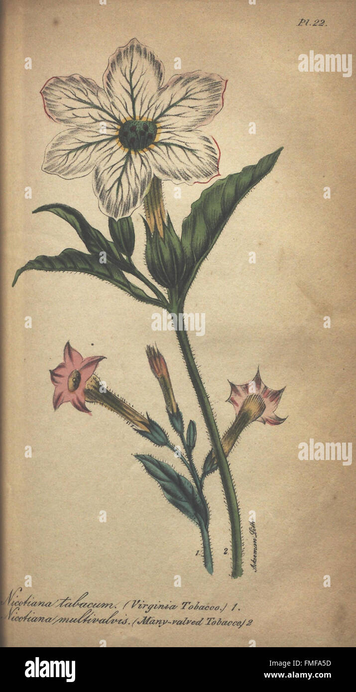 A botanical illustration from *The Illustrated Botany*, presenting ...