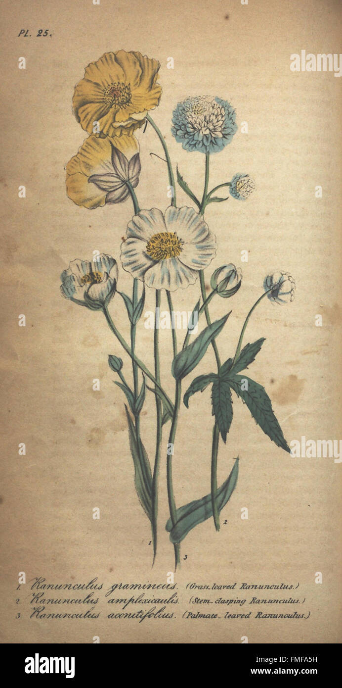 'The Illustrated Botany' presents detailed botanical illustrations ...