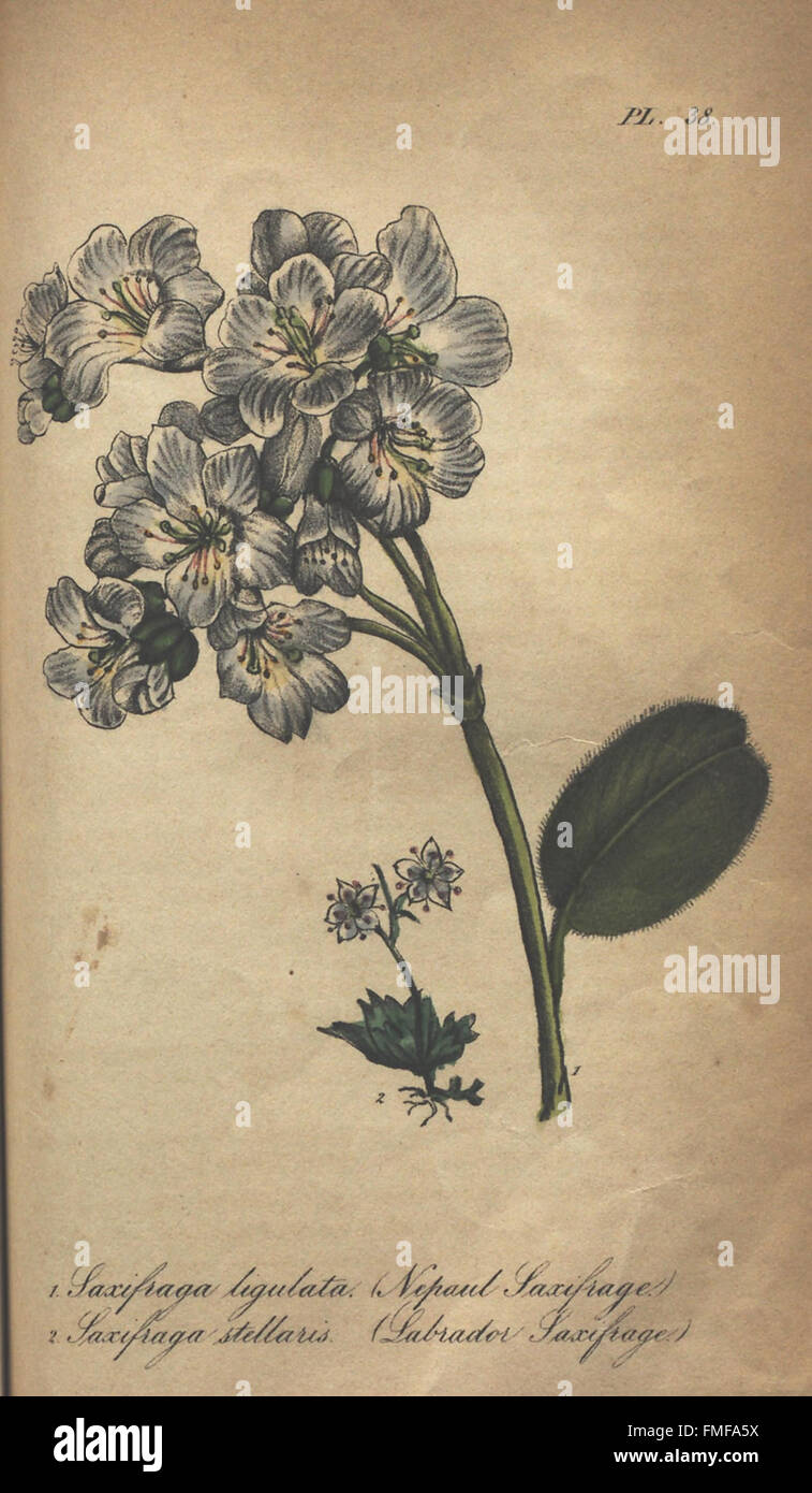 Illustration features various detailed botanical structures hi-res ...