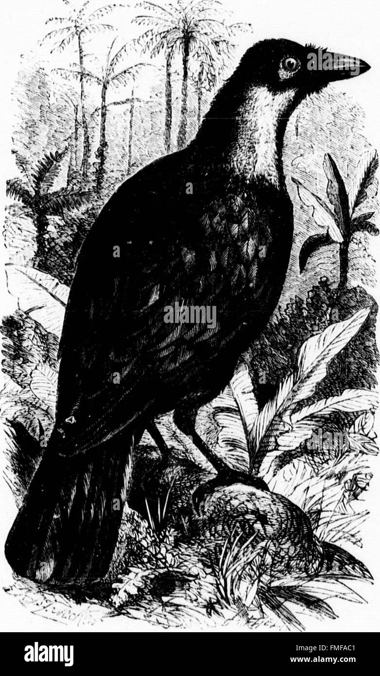 Illustrated cover page Black and White Stock Photos & Images - Alamy