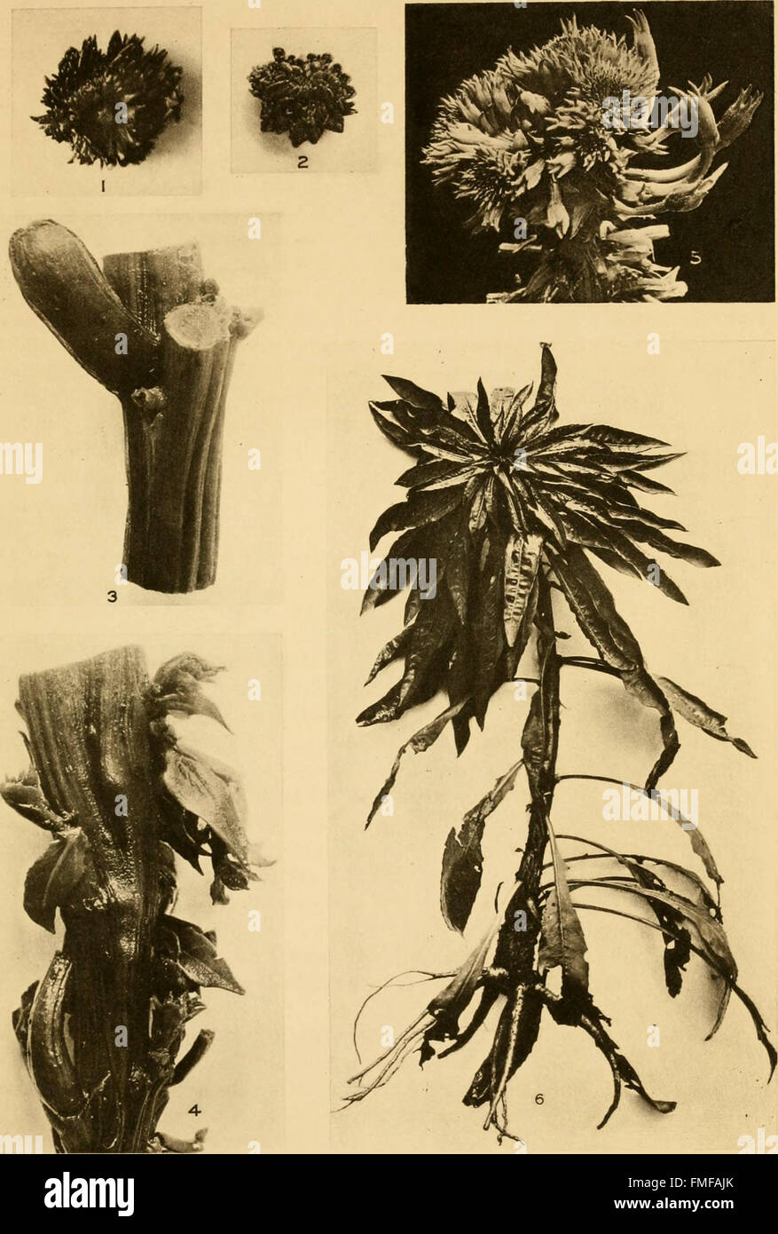 This scientific paper from 1908 explores the induction, development ...