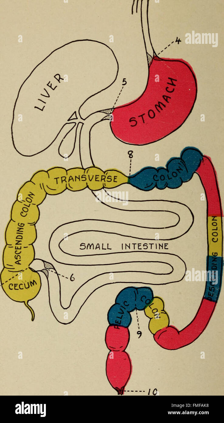 This work humorously describes the digestive process, tracing the ...