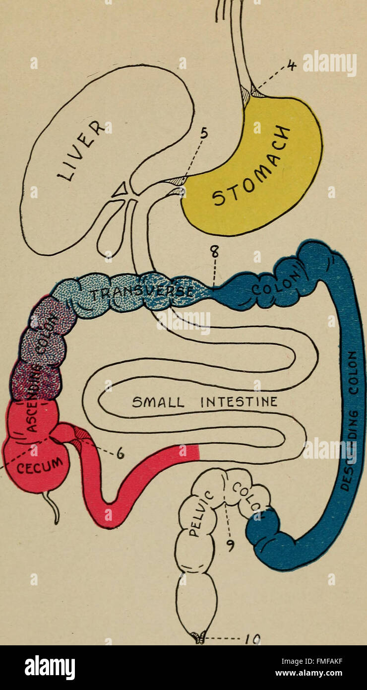 This work provides a detailed and whimsical journey through the ...